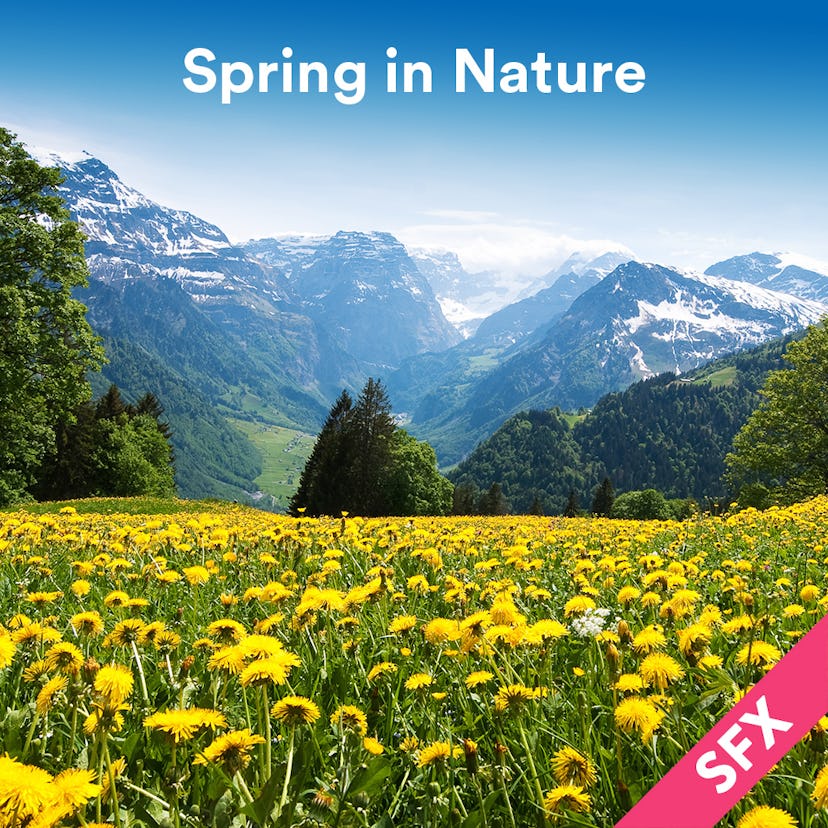 spring in nature • Free Sound Effects for Creators • Uppbeat