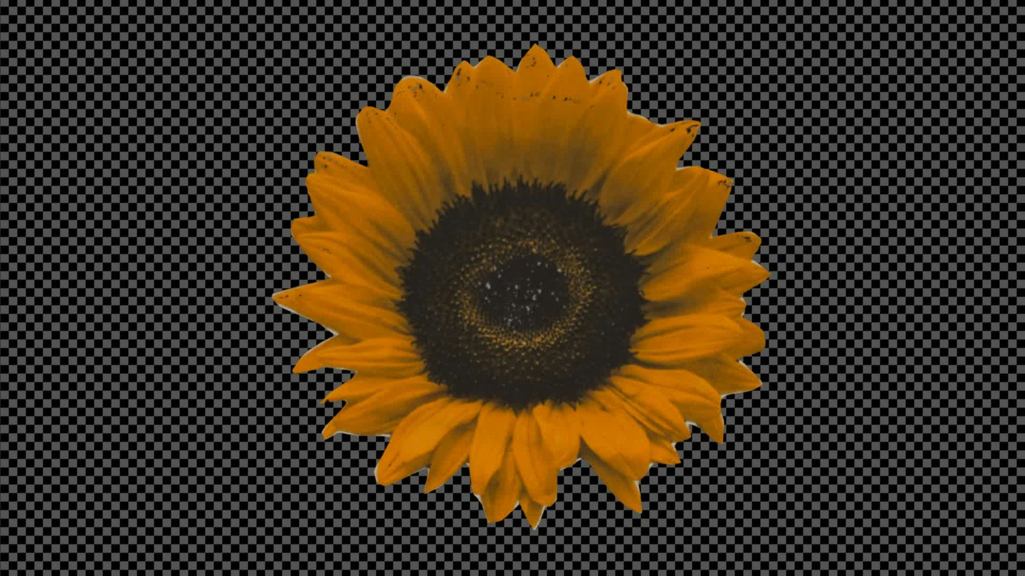 Free Paper Animations • Uppbeat