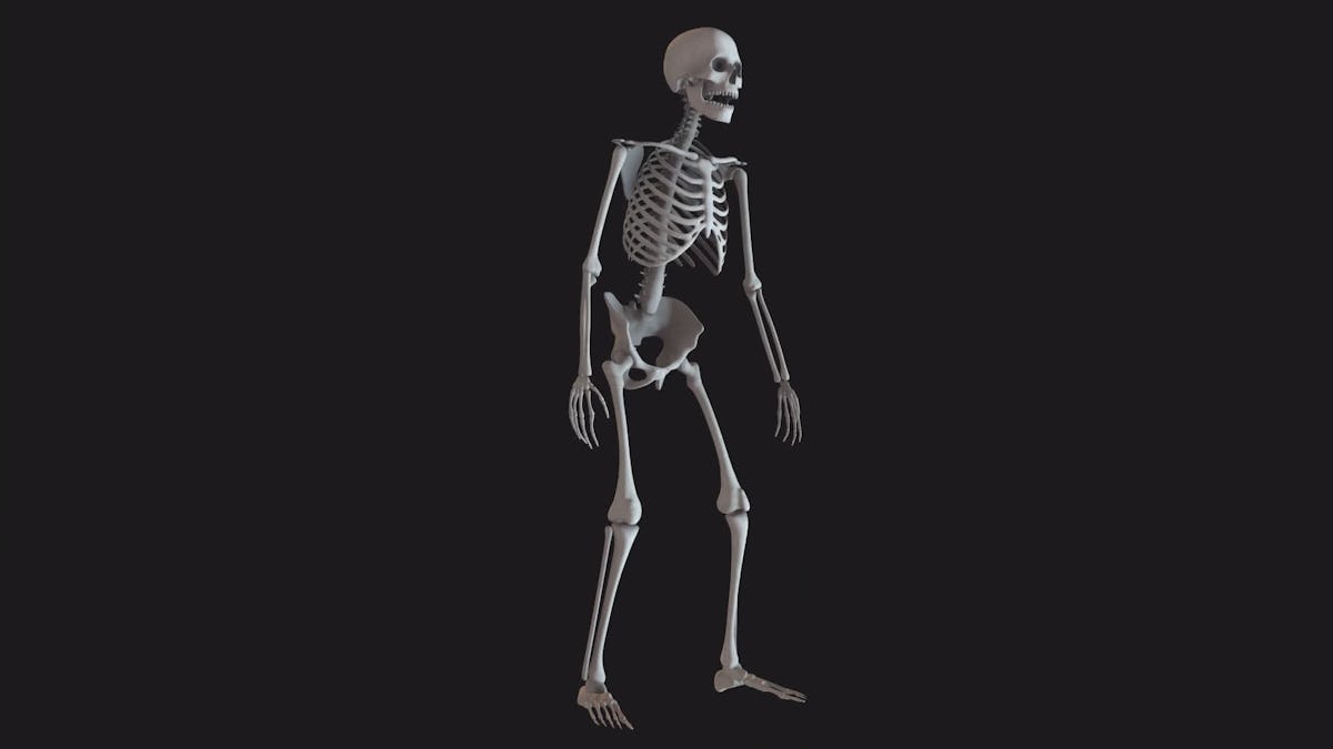 Skeleton Stood Looking • Motion Graphics Template • Uppbeat